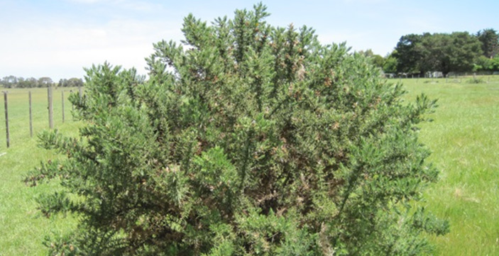 Woody and brush weeds | WeedForce