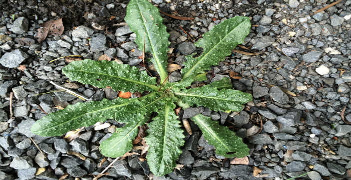 Ox tongue thistle | WeedForce