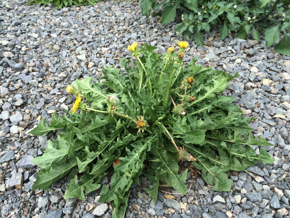 Dandelion | WeedForce